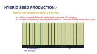 ABR LINE.pptx
