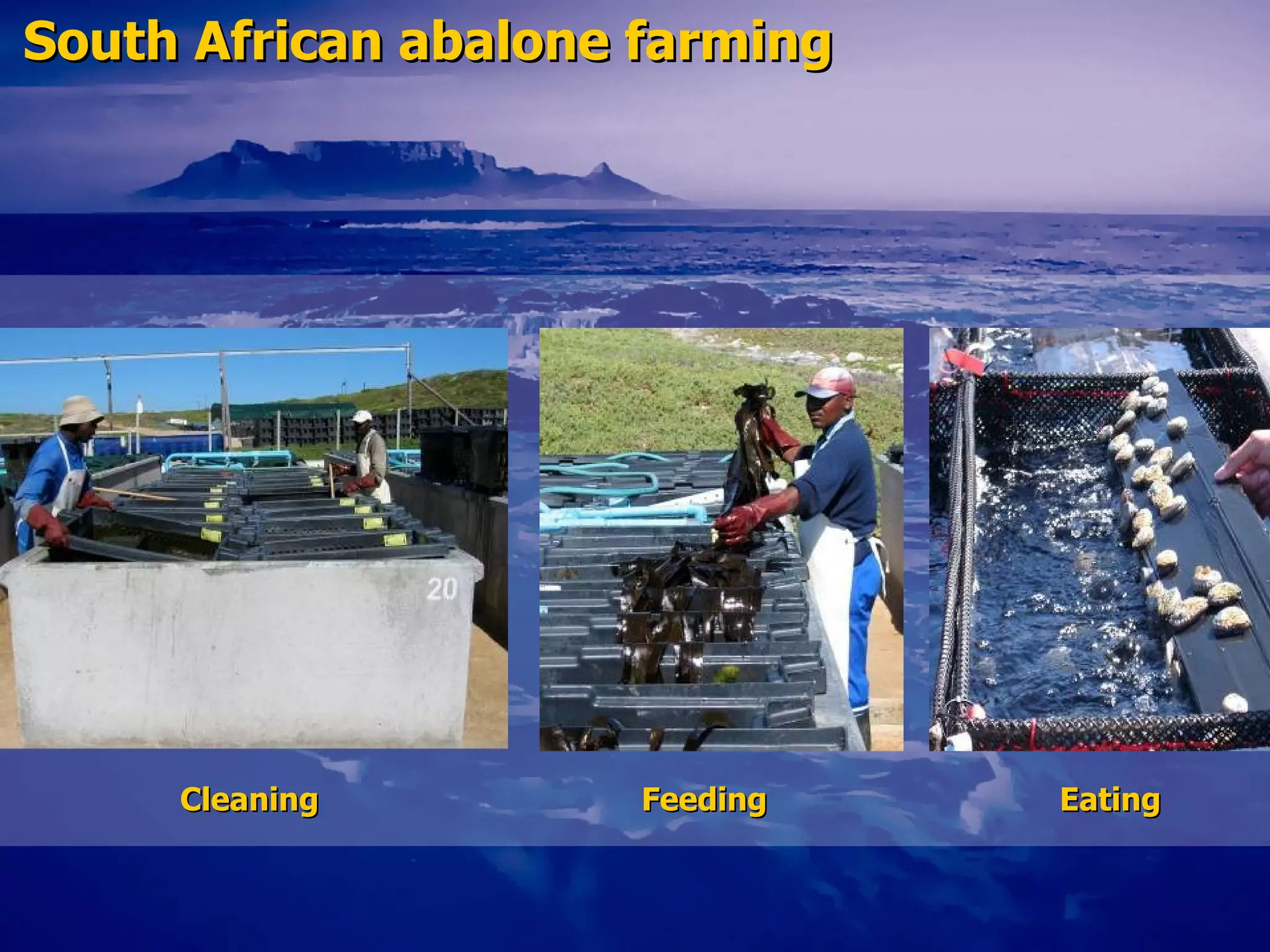 Abalone (Haliotis midae) farming and seaweed harvesting in South Africa ...