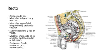 absceso, fistula y hemorroide.pptx