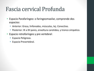 Abscesos de cuello | PDF