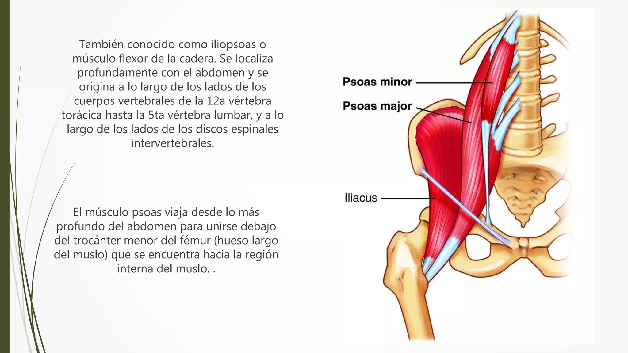 Abscesos del psoas | PPT