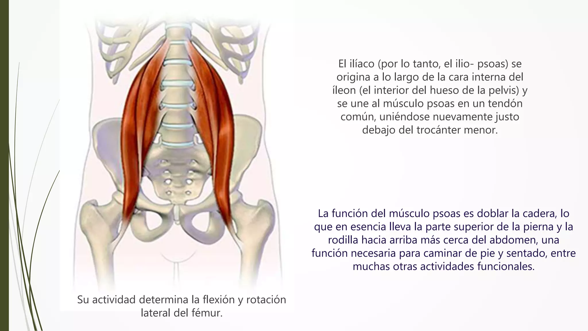 Abscesos del psoas | PPT