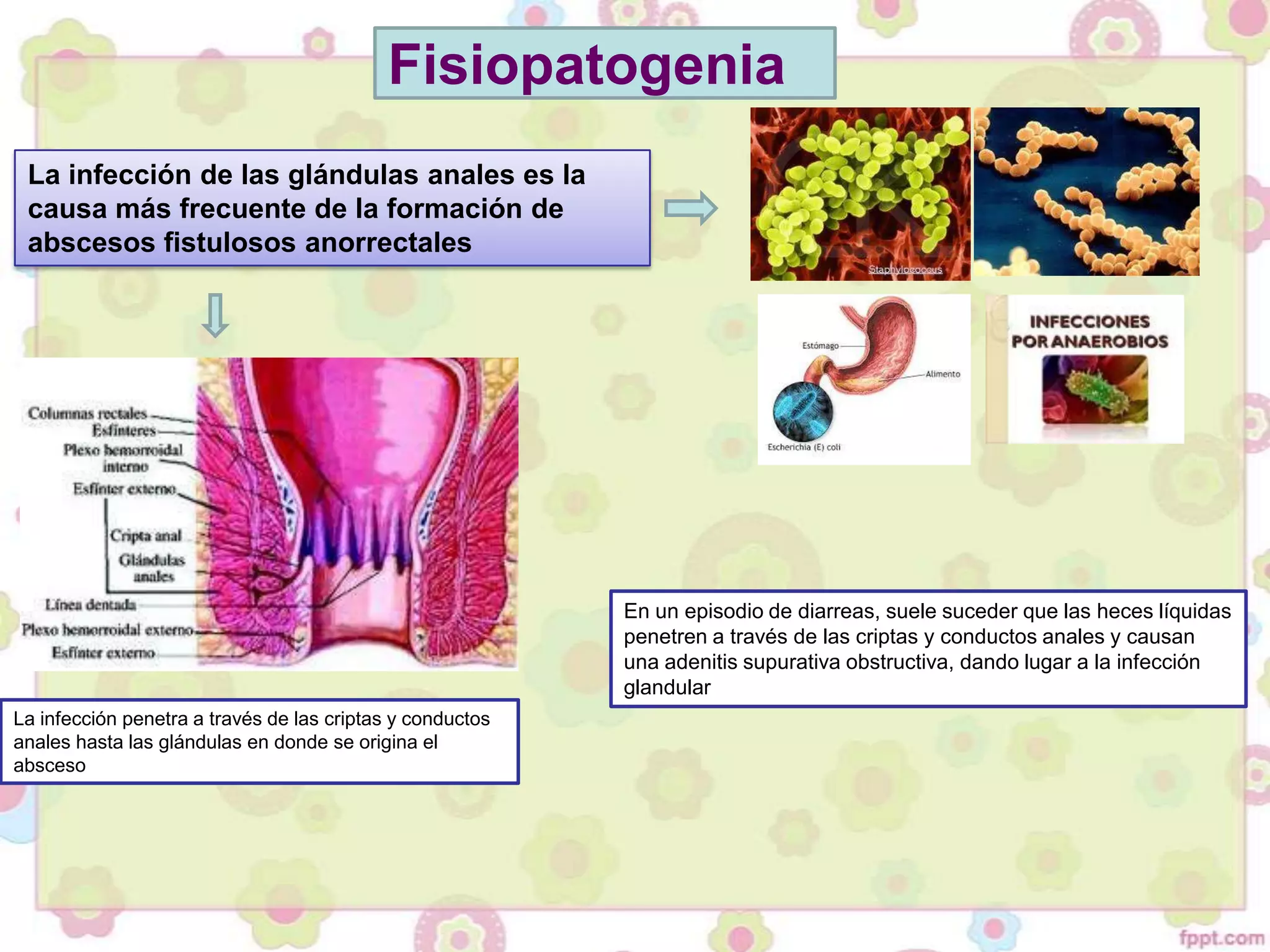 Abscesos y fistulas anorrectales | PPT