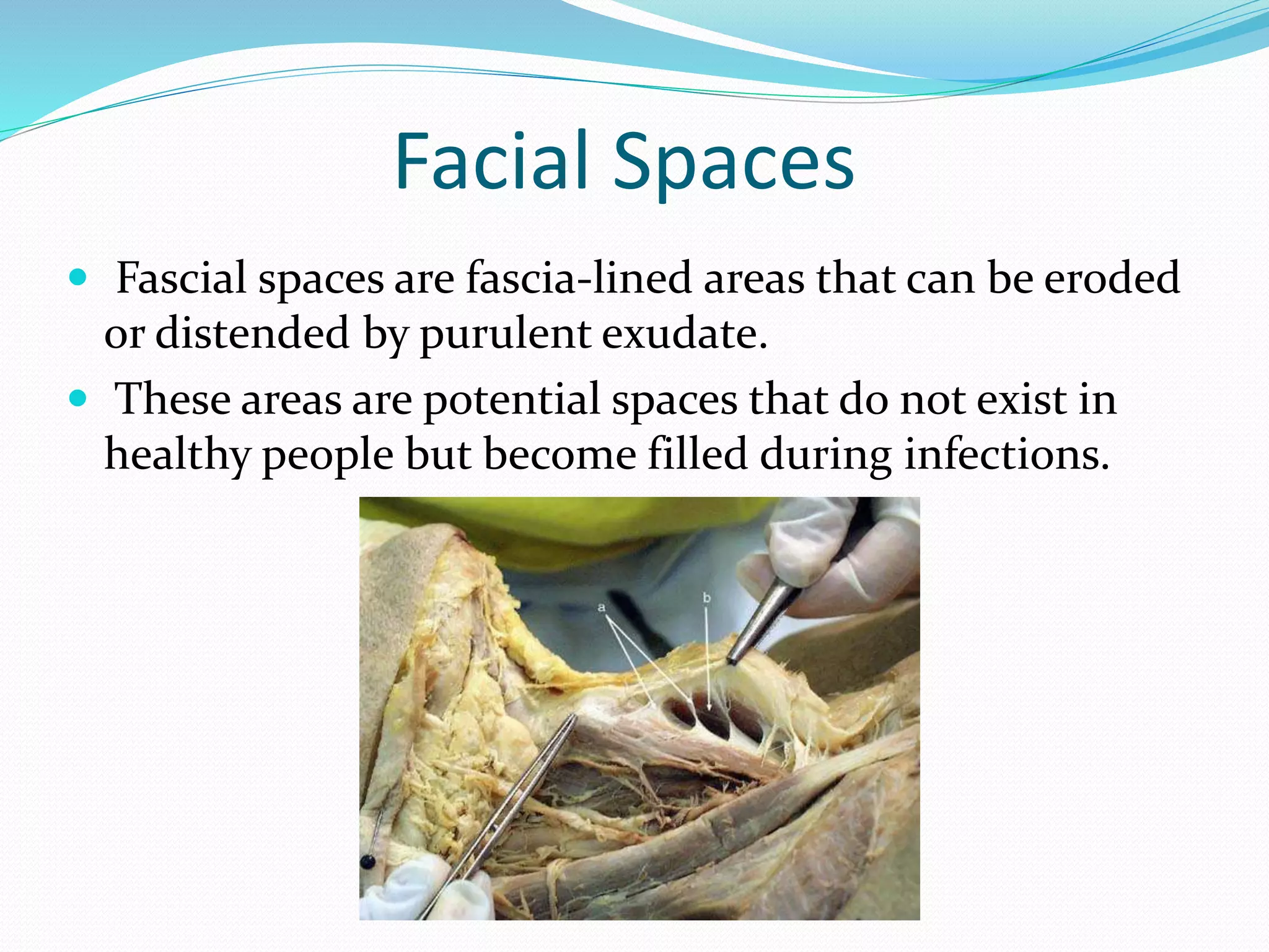 Abscess and phlegmon in maxillofacial region odontogenic infections- | PPSX