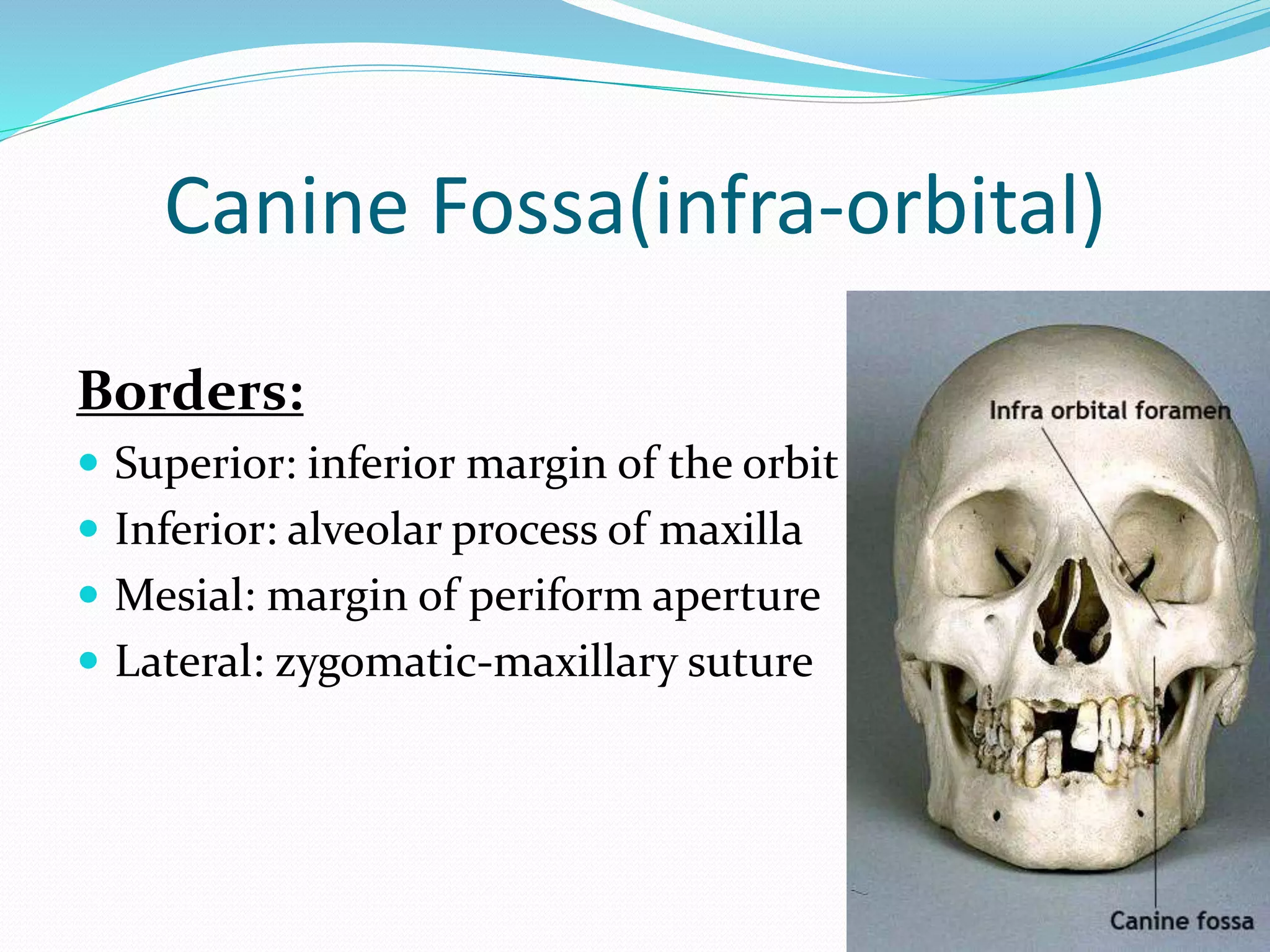 Abscess and phlegmon in maxillofacial region odontogenic infections- | PPSX