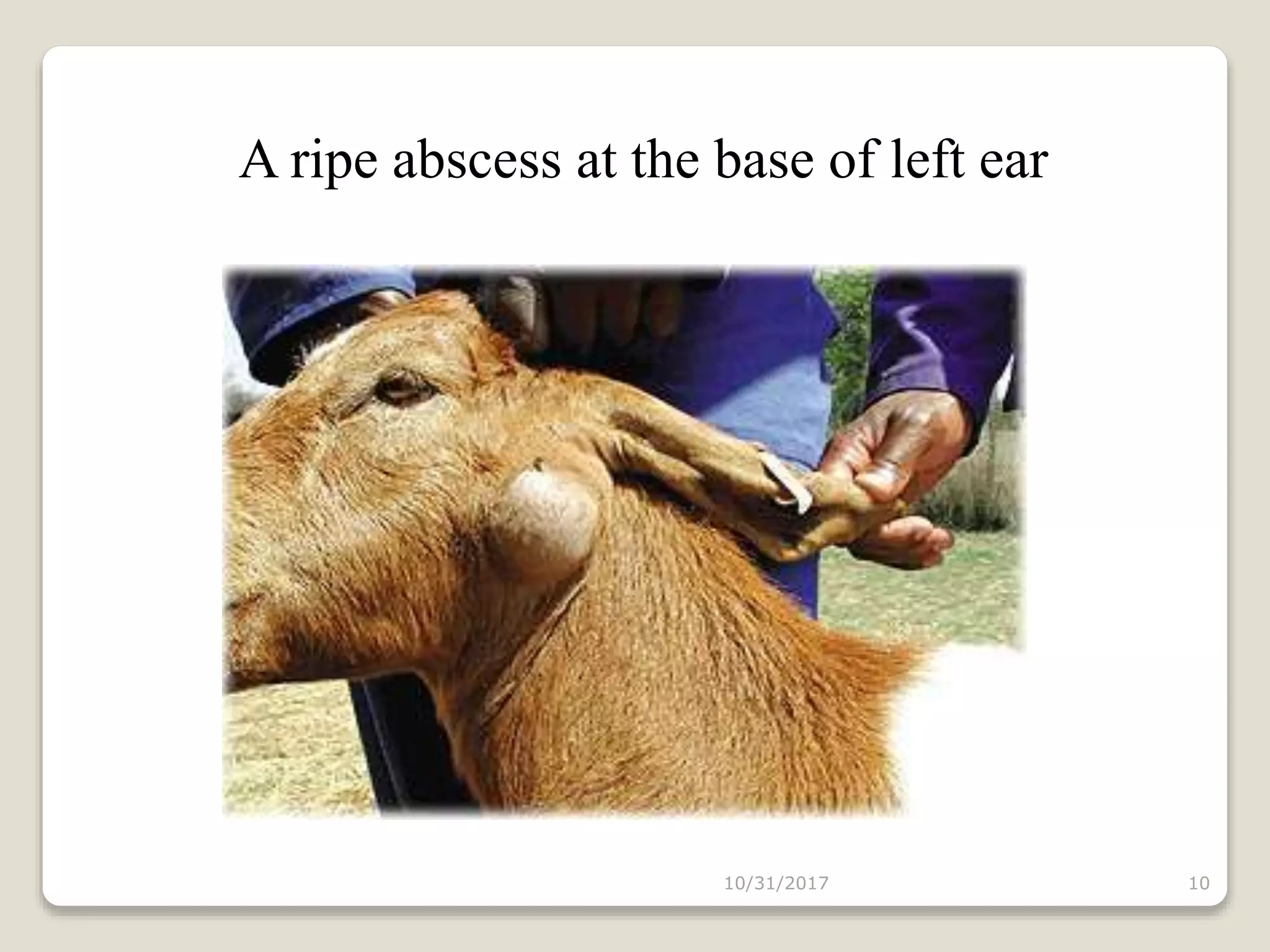 Abscess hematoma & maggot wound | PPTX