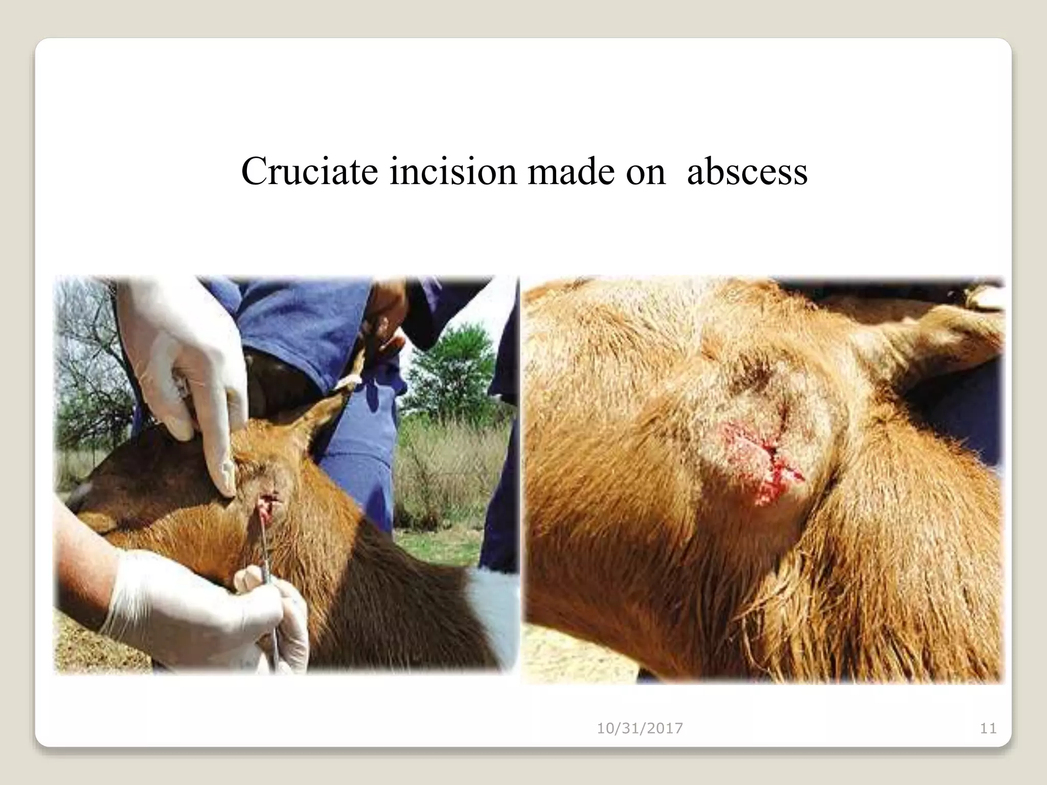 Abscess hematoma & maggot wound | PPTX