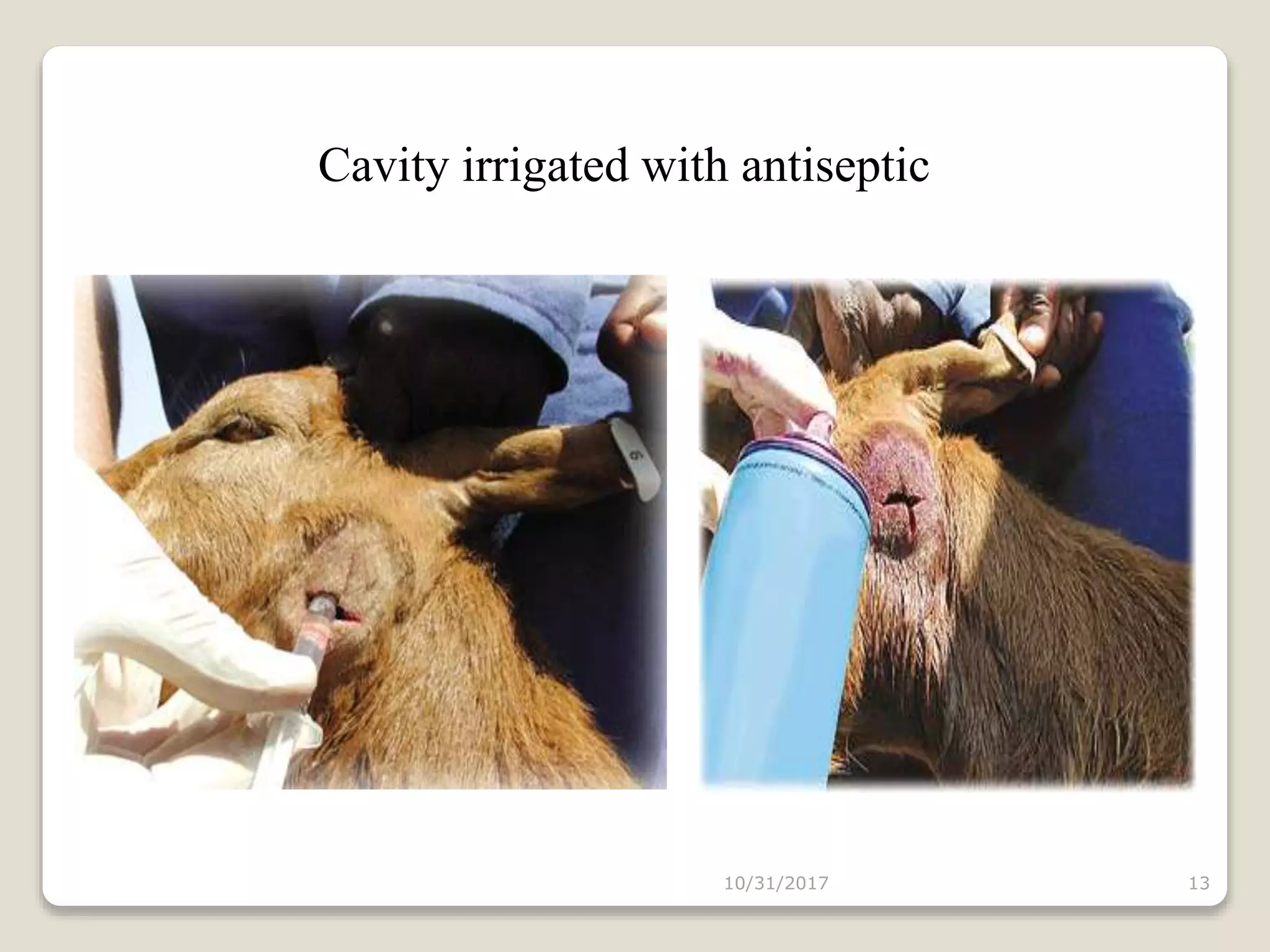 Abscess hematoma & maggot wound | PPTX