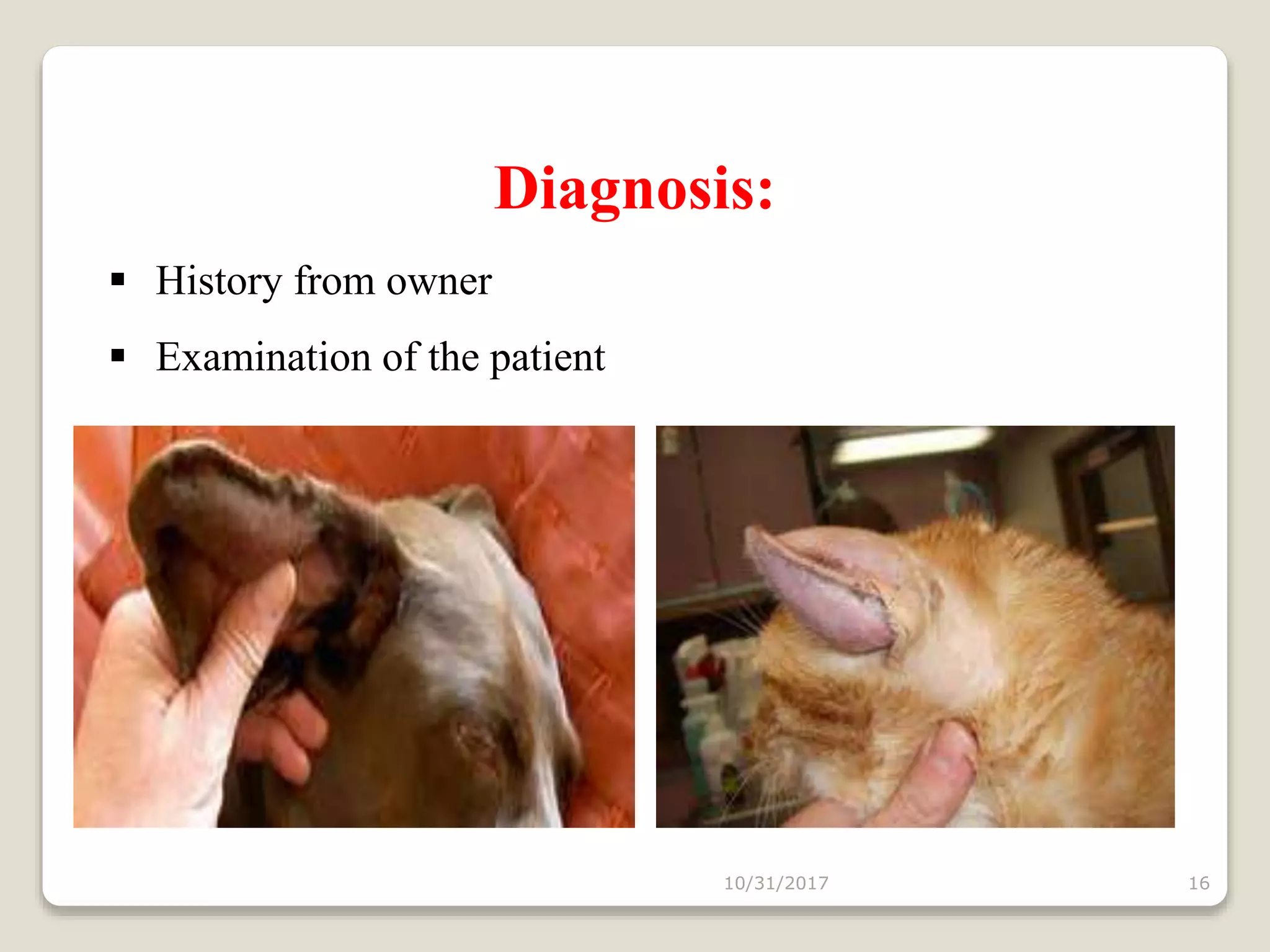 Abscess hematoma & maggot wound | PPTX