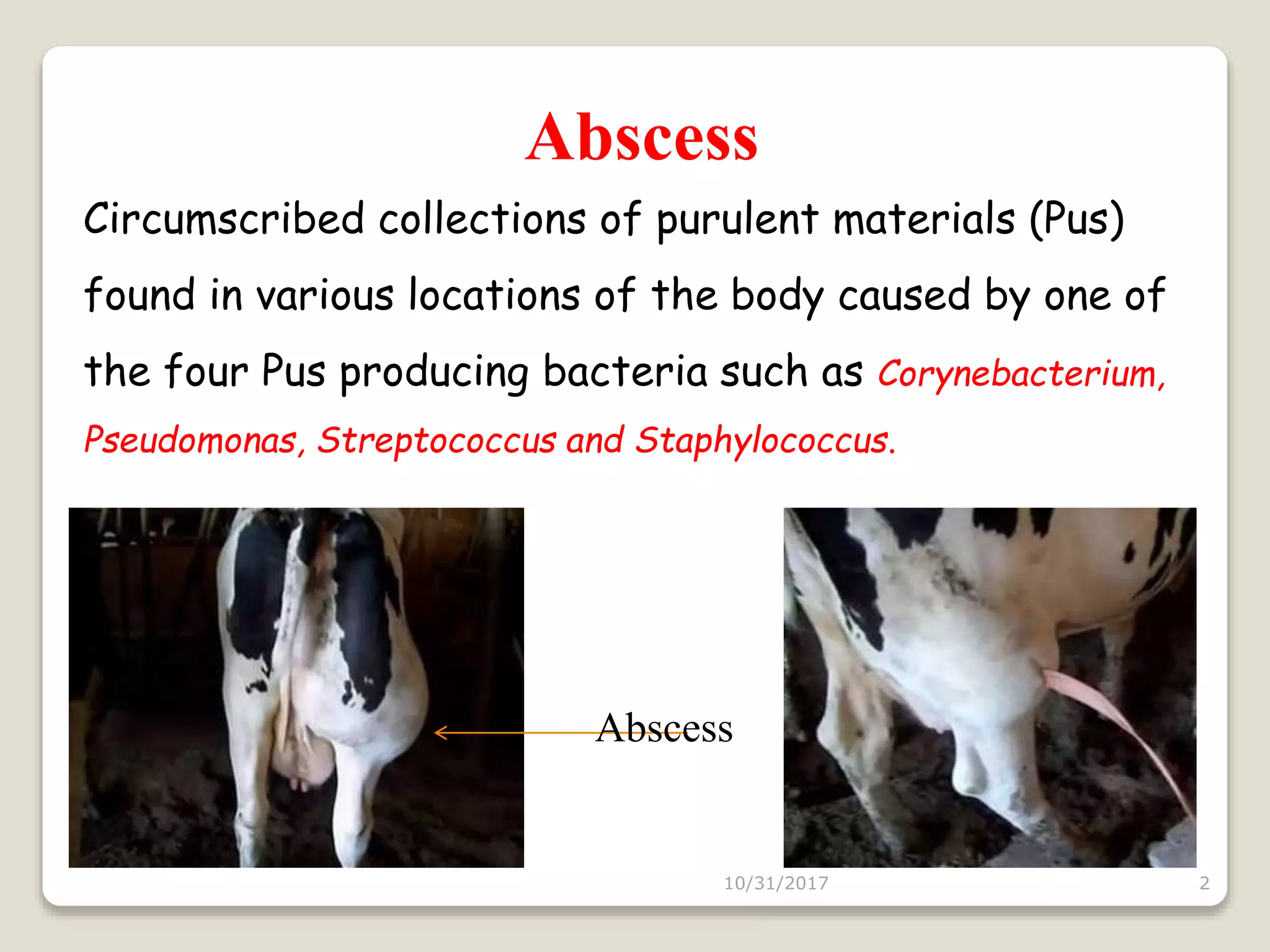 Abscess hematoma & maggot wound | PPTX