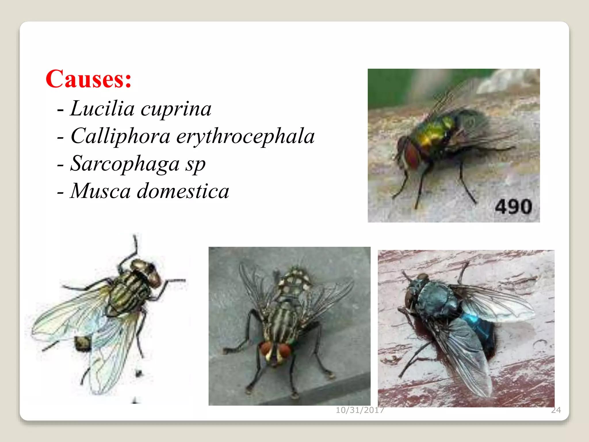 Abscess hematoma & maggot wound | PPTX