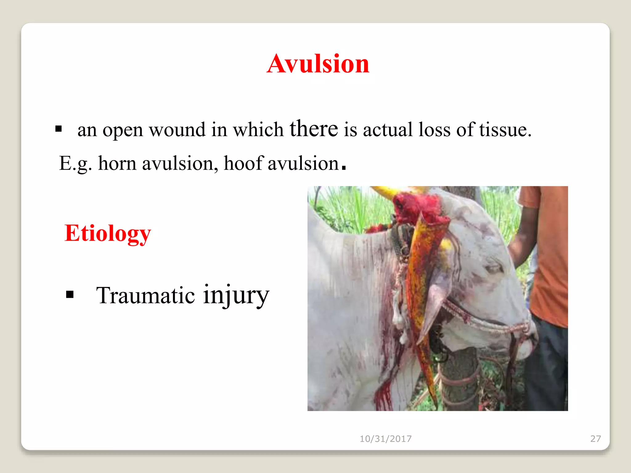 Abscess hematoma & maggot wound | PPTX