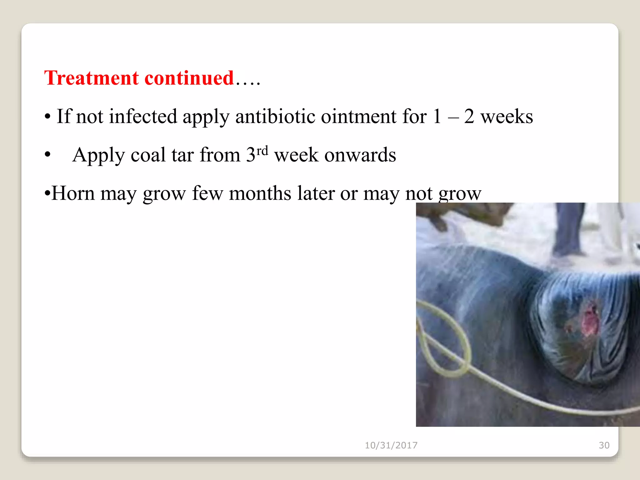 Abscess hematoma & maggot wound | PPTX