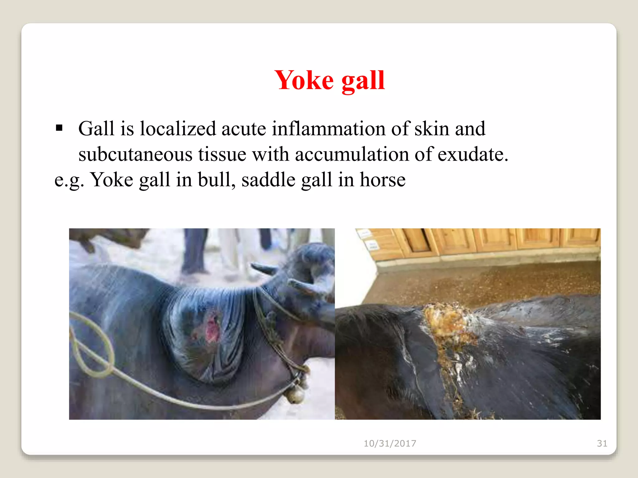 Abscess hematoma & maggot wound | PPTX