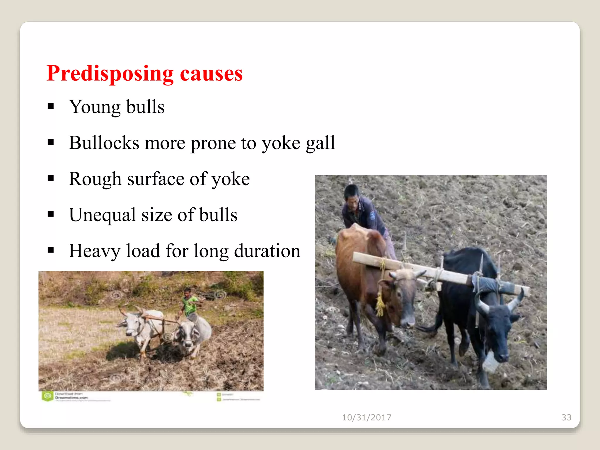 Abscess hematoma & maggot wound | PPTX