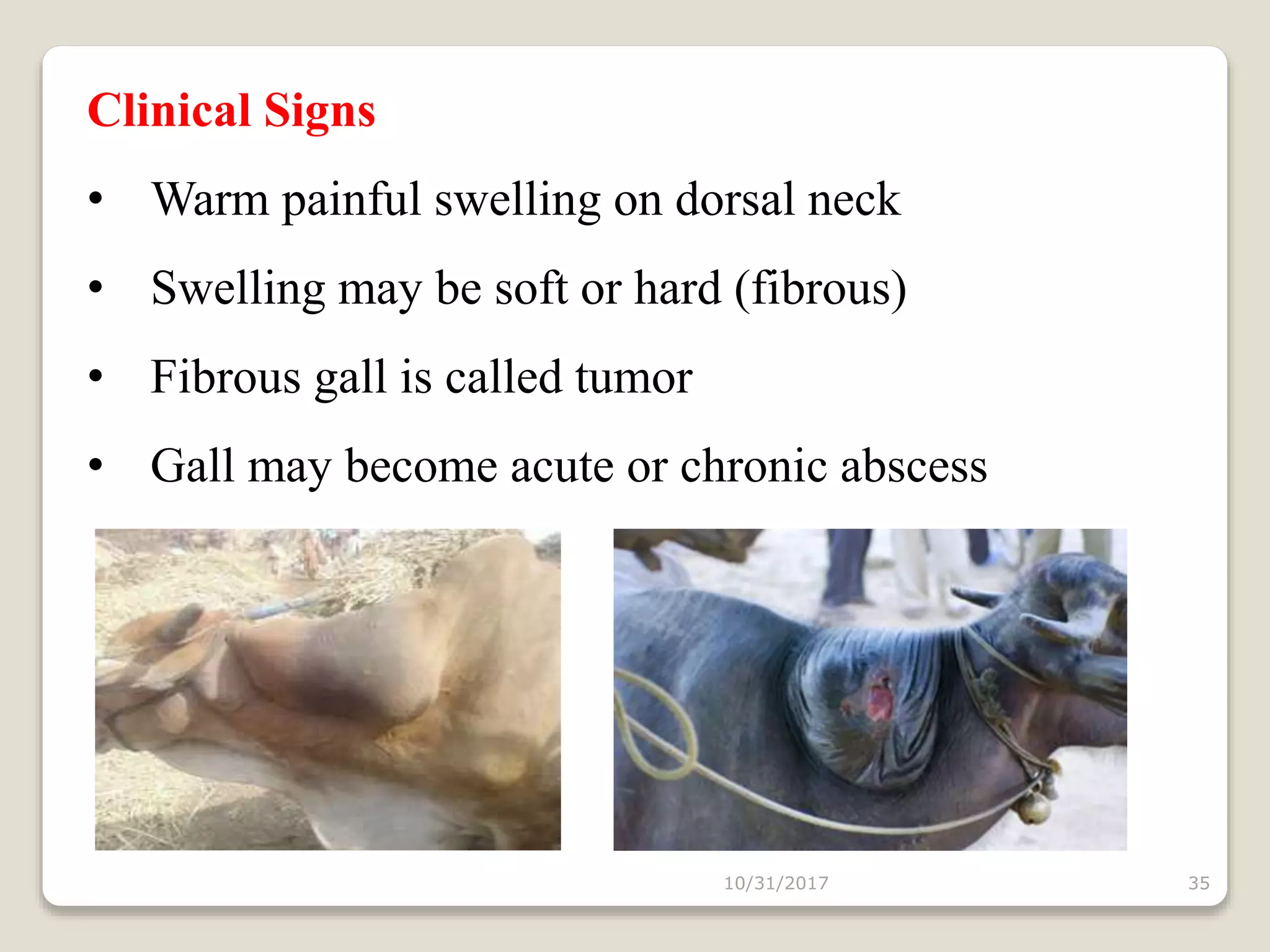 Abscess hematoma & maggot wound | PPTX
