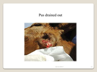 Abscess hematoma & maggot wound | PPTX