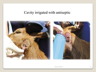 Abscess hematoma & maggot wound | PPTX