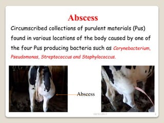 Abscess hematoma & maggot wound | PPTX