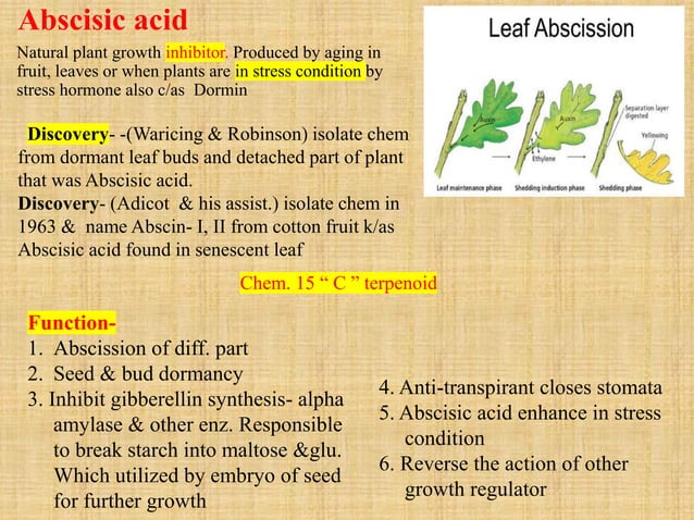 Abscisic acid - Plant growth - inhibitor | PPT