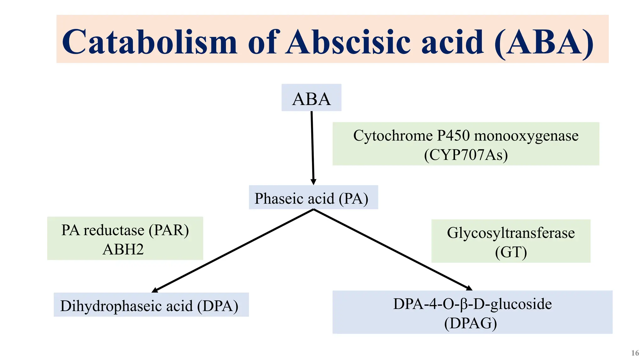 Abscisic acid - Biosynthesis, Metabolism, Signal Perception ...