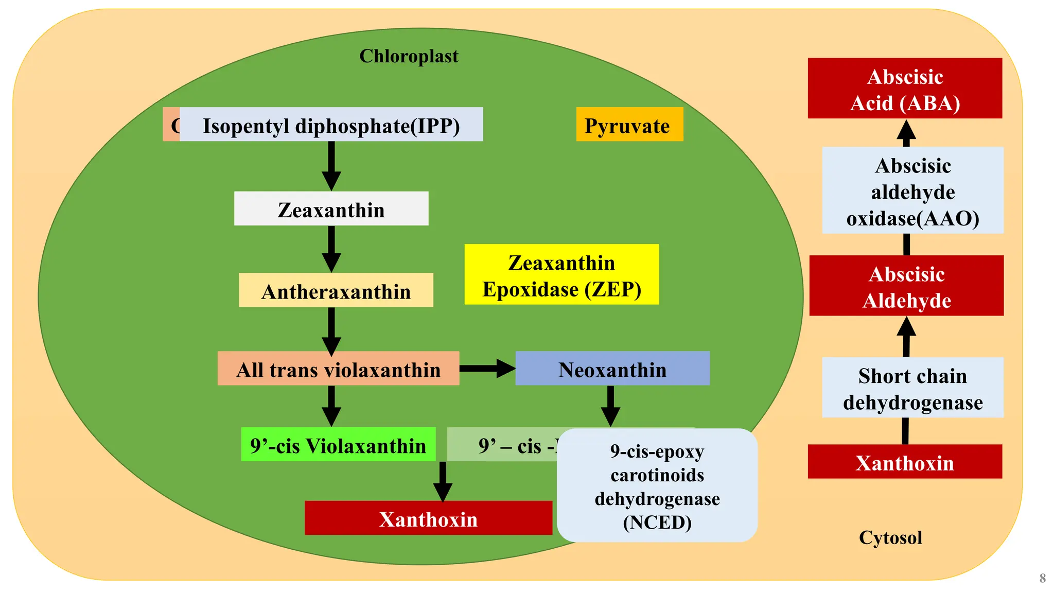 Abscisic acid - Biosynthesis, Metabolism, Signal Perception ...