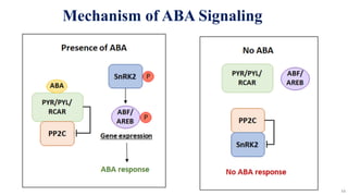 Abscisic acid - Biosynthesis, Metabolism, Signal Perception ...
