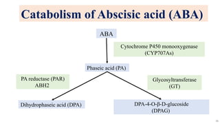 Abscisic acid - Biosynthesis, Metabolism, Signal Perception ...