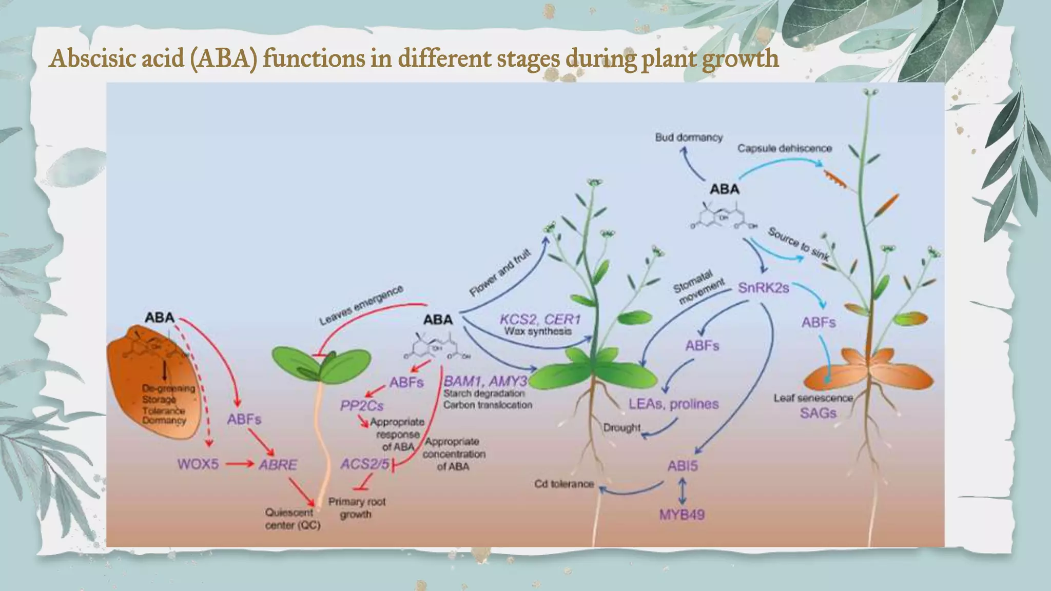 Abscisic Acid - KBI.pptx