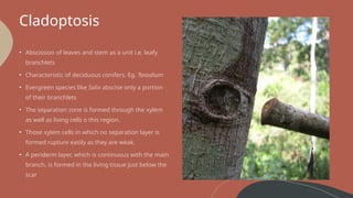 Abscission zone in plants, how the leaves fall off | PPTX