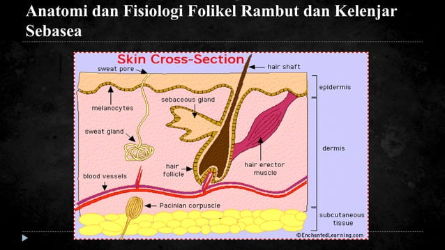 Abses Folikel Rambut dan Kelenjar Sebasea Unizar.pptx