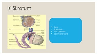 Abses Skrotum kelompok 12345678910111213 | PPTX