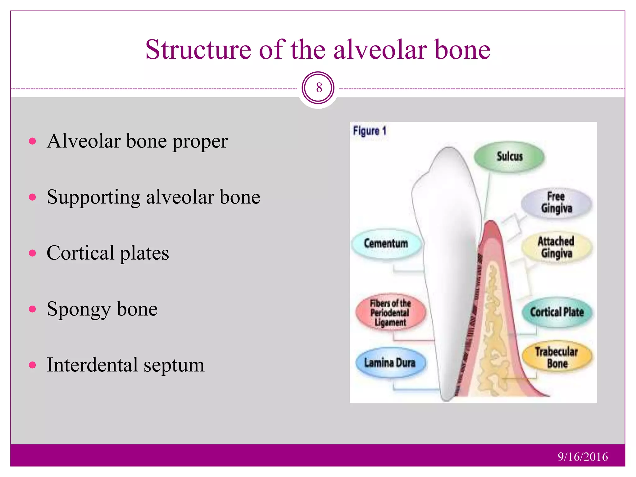 Alveolar Bone | PPTX