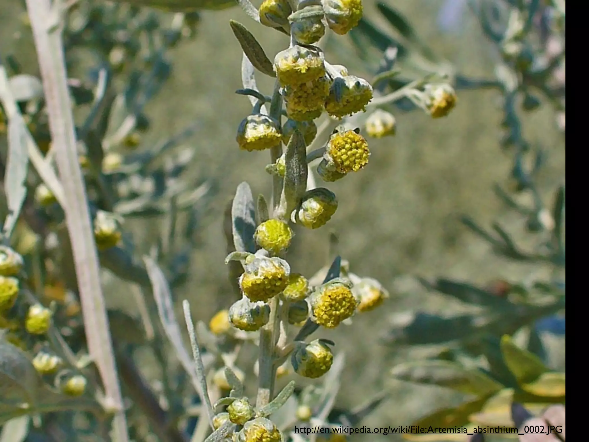 A Beginner's Guide to Absinthe | KEY