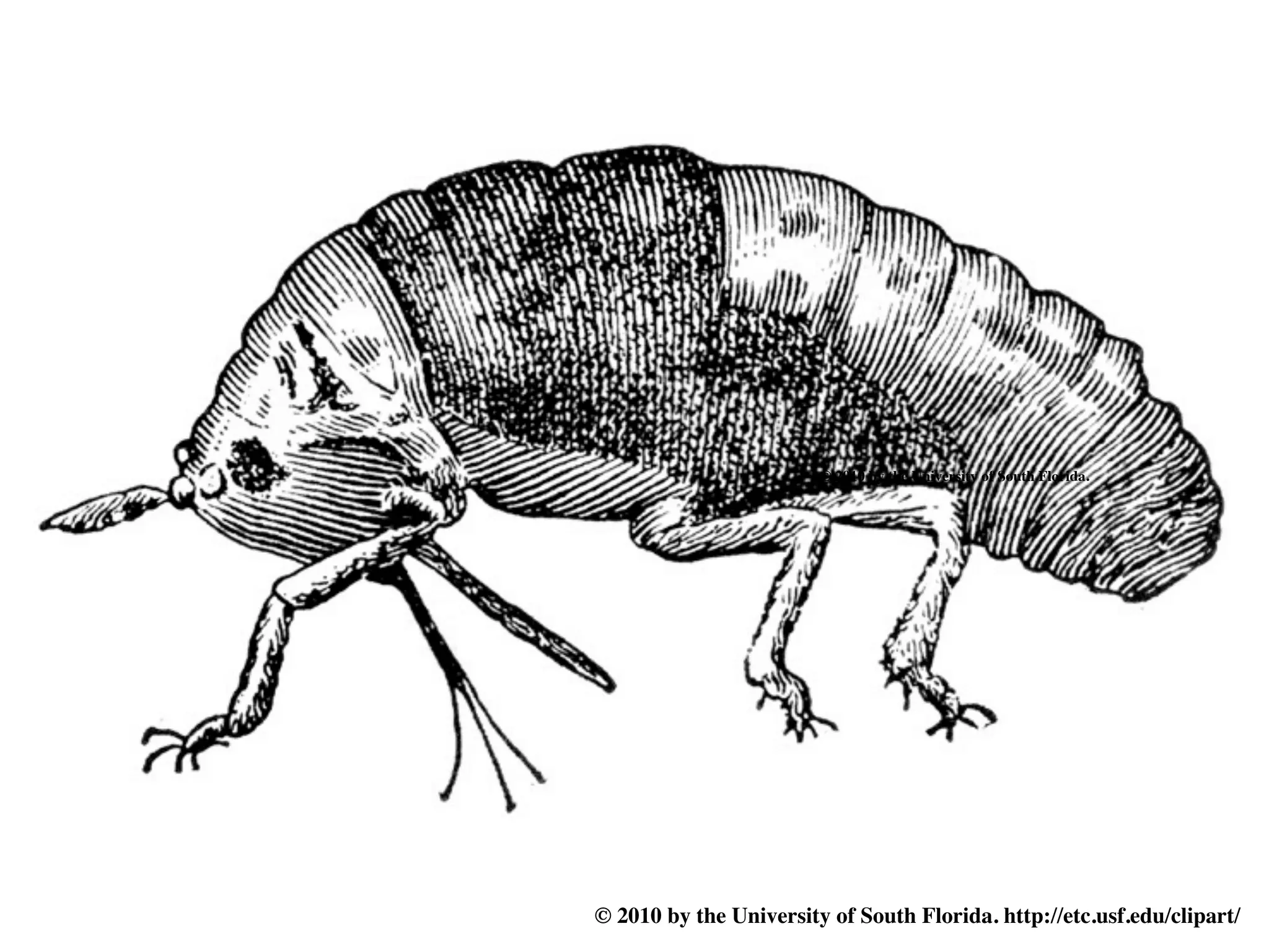 A Beginner's Guide to Absinthe | KEY