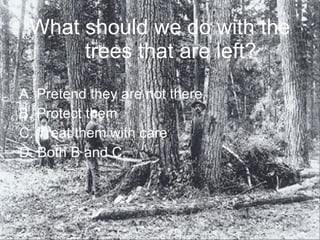 Absolutely totally correct deforestation quiz | PPT