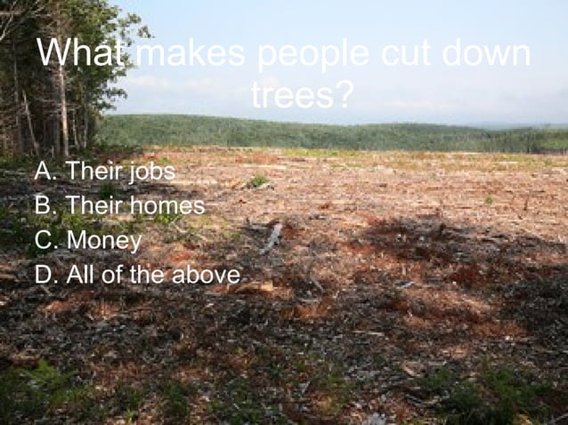 Absolutely totally correct deforestation quiz | PPT | Geography | Science