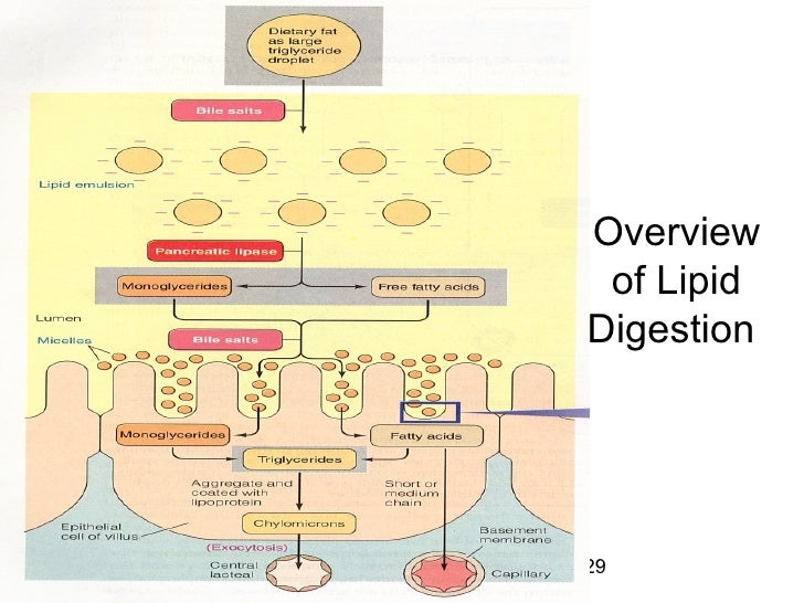 Absorption of lipids