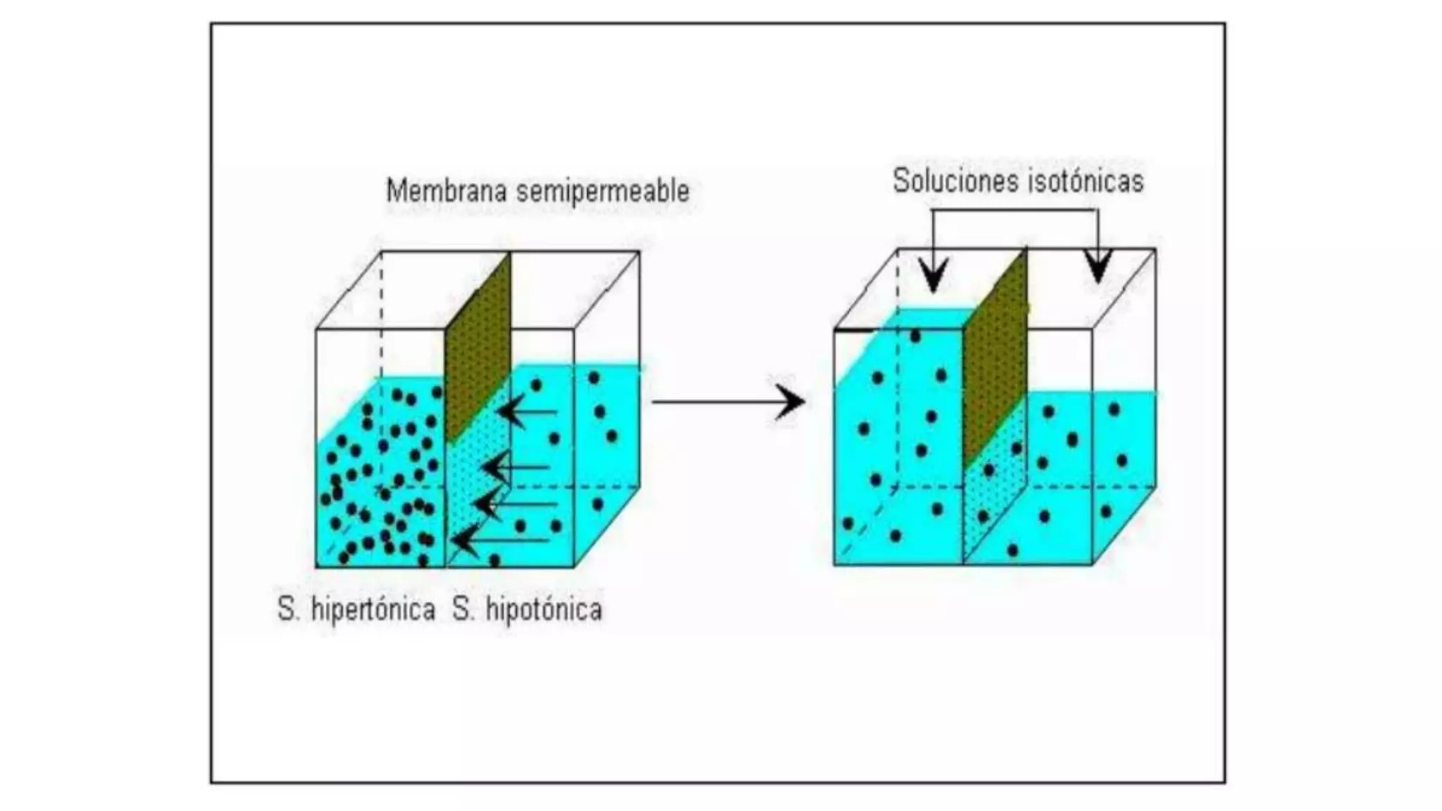 Absorción de agua por la raíz y transporte.pptx