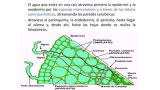 Absorción de agua por la raíz y transporte.pptx