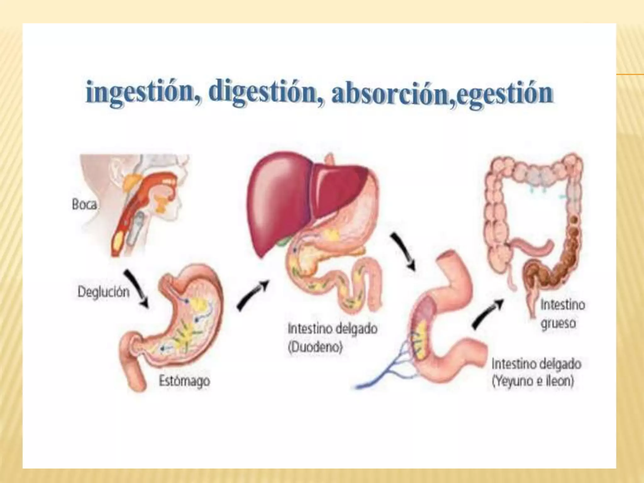 absorción de nutrientes.pptx