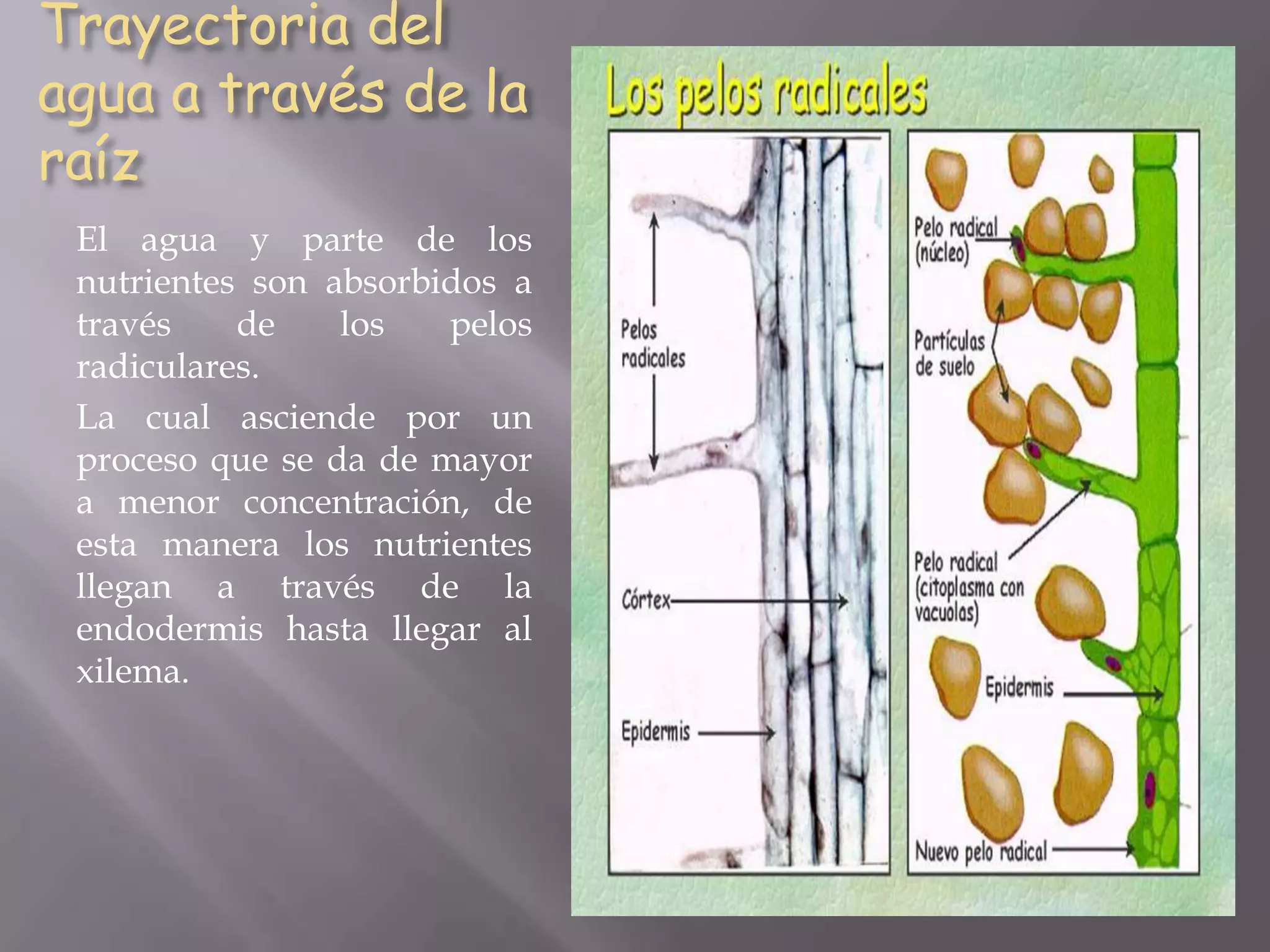 Absorción de nutrientes en las plantas | PPT