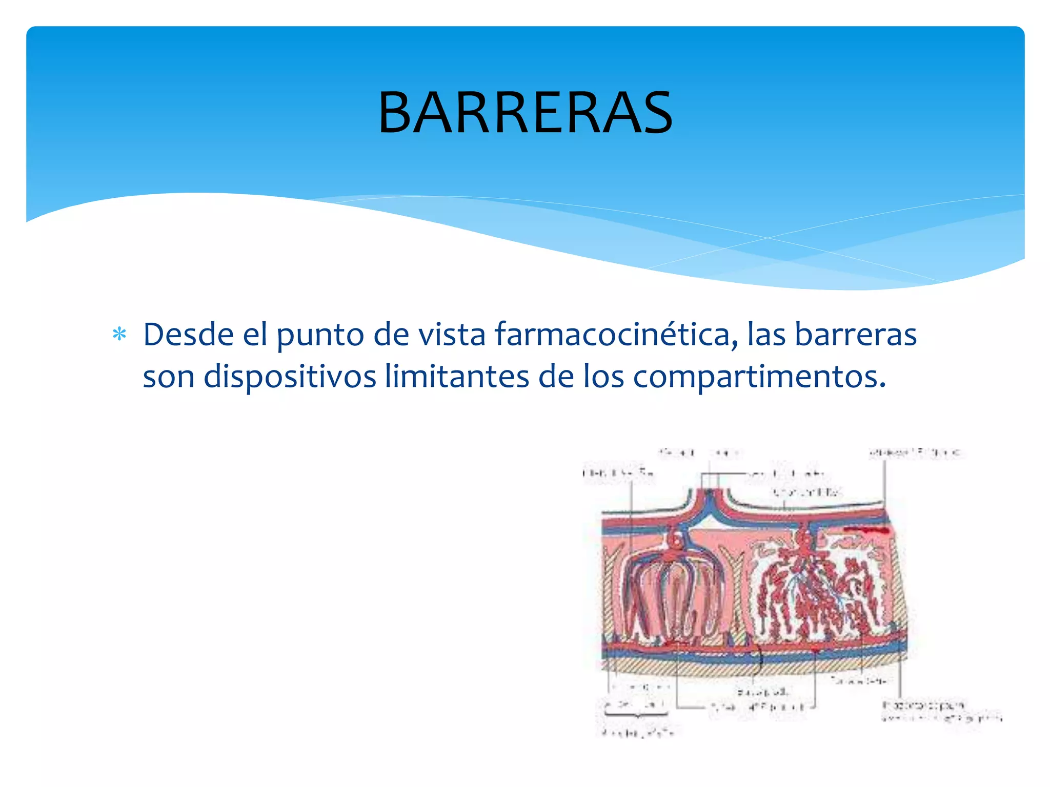 Absorción y distribucion de los farmacos | PPT