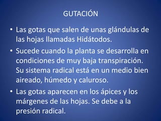 ABSORCION_DE_AGUA_RAICES.ppt