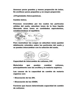 apoplasto y simplasto Absorcion del agua por las plantas | PDF