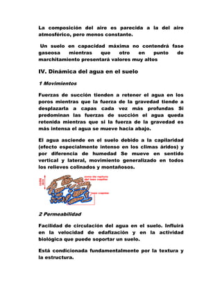 apoplasto y simplasto Absorcion del agua por las plantas | PDF