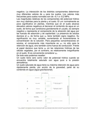 apoplasto y simplasto Absorcion del agua por las plantas | PDF
