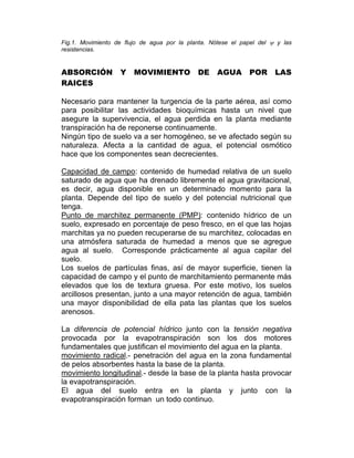 apoplasto y simplasto Absorcion del agua por las plantas | PDF