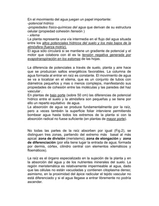 apoplasto y simplasto Absorcion del agua por las plantas | PDF