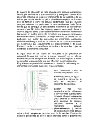 apoplasto y simplasto Absorcion del agua por las plantas | PDF